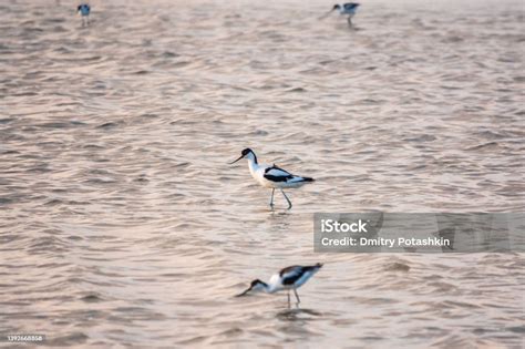 두 마리의 물새가 호수에서 먹이를 먹는 Recurvirostra Avosetta라는 아보셋을 피웠다 Pied Avocet은 길고