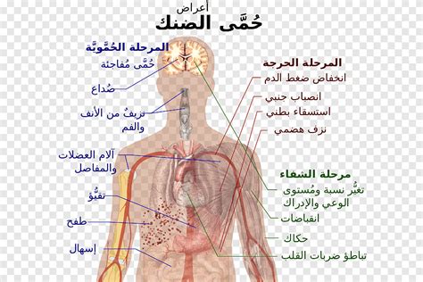 뎅기열 바이러스 모기 매개 질병 황열병 모기 뎅기열 각도 얼굴 Png Pngegg
