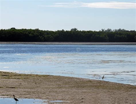 Beaches At Ding Darling Wildlife Refuge Stock Image Image Of Service