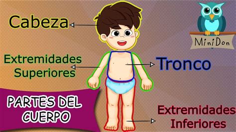 Partes del cuerpo humano para niños Vídeos educativos Partes del