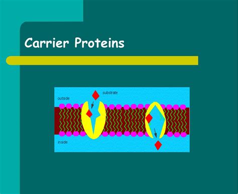 The Role Of Carrier Proteins In Transporting Molecules Across The Cell