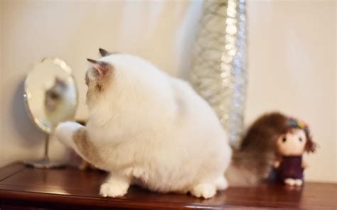 养猫好还是养狗好为什么养猫的人越来越多 知乎