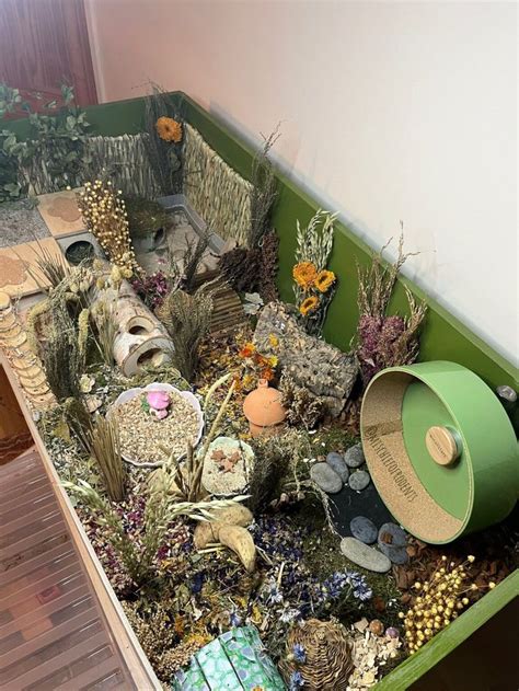 Hamster Cage Ideas For Your Hamster Setup Em 2024 Ideias Para Hamster