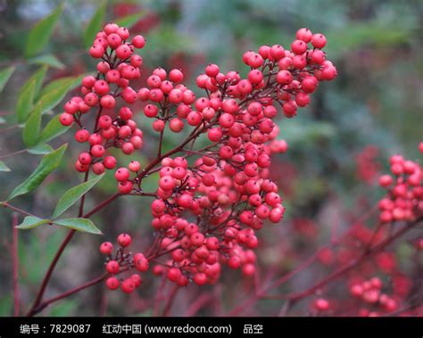 南天竹果实高清图片下载 红动中国