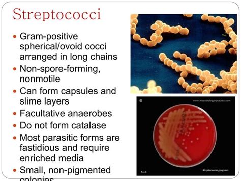 Staphylococcal And Streptococcal Skin Infections Ppt