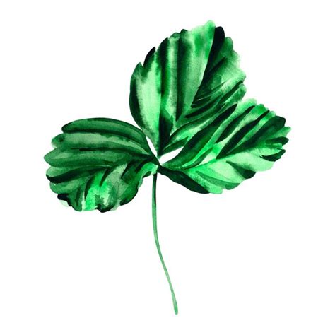 Premium Photo Strawberry Watercolor Leaf Botanical Illustration Of A