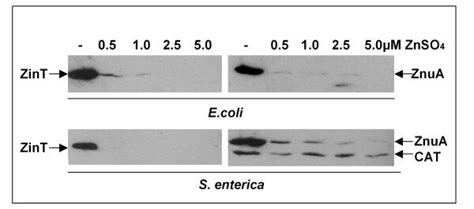 Zinc Dependent Zint And Znua Accumulation In E Coli O157h7 And S