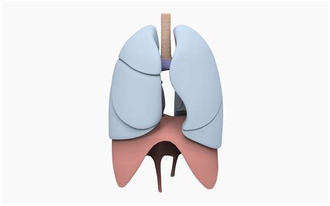 3d Model Anatomically Lungs Bronchi Turbosquid 1283078