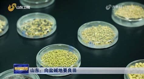 山东：向盐碱地要良田东营要闻东营齐鲁网