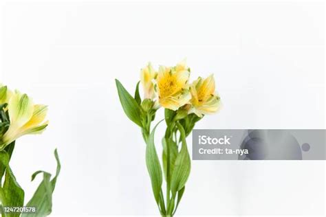 노란 꽃 꽃잎과 녹색 은 세련된 최소한의 흰색 배경에 미학적으로 즐거운 Composirion 잎 0명에 대한 스톡 사진 및 기타 이미지 Istock