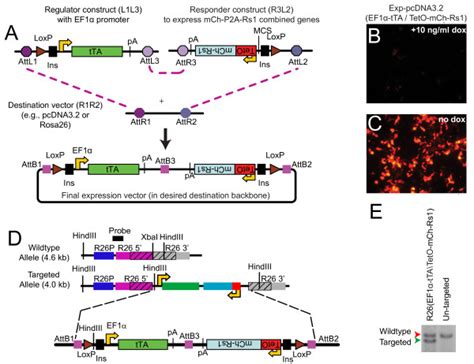 A Single Vector Tetracycline Construct Allows Doxycycline Regulated