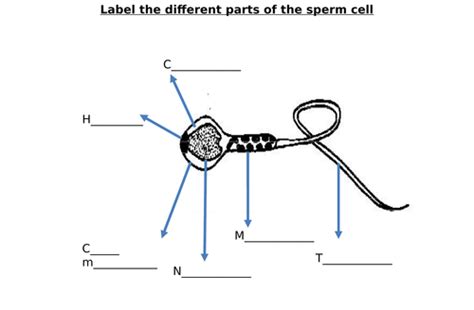 Sperm Cell Egg Cell Diagram Label Worksheets Differentiated By Zmzb