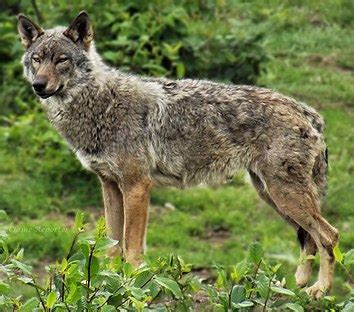 Canis Lupus Wikipedia La Enciclopedia Libre