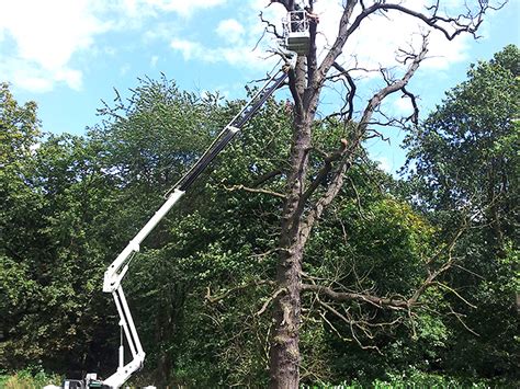 Tree And Hedge Work With A Mewp Cherry Picker Derbyshire