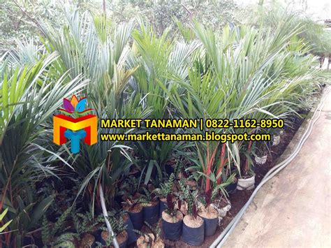 JUAL POHON PALEM MERAH MARKET TANAMAN MARKET TANAMAN