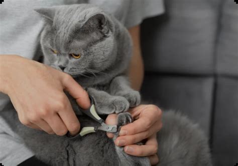 Статьи о кошках: игры, уход и содержание, поведение | SHEBA®