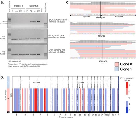 Detection Of Isoforms And Genomic Alterations By High Throughput Full