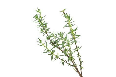 Fresh Thyme Herb Stock Image Image Of Herbal Market 25589537
