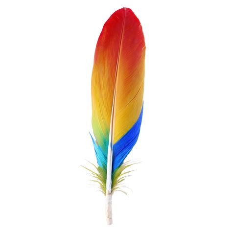 Download Vibrant Macaw Feather Png Jvs