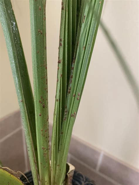 Palm Majesty Brown Growthsspots Rplantclinic