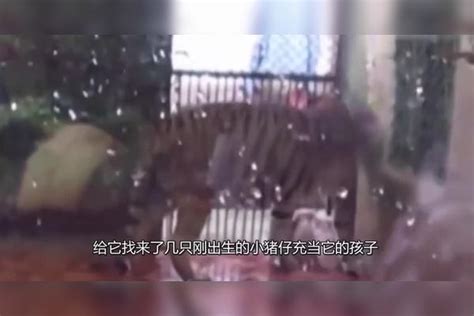 虎妈难产痛失宝宝饲养员放了几只猪崽一周后动物园炸锅了 动物园 宝宝