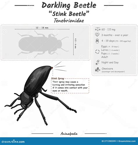 Infographic Of A Darkling Beetle Or Stink Beetle Stock Vector