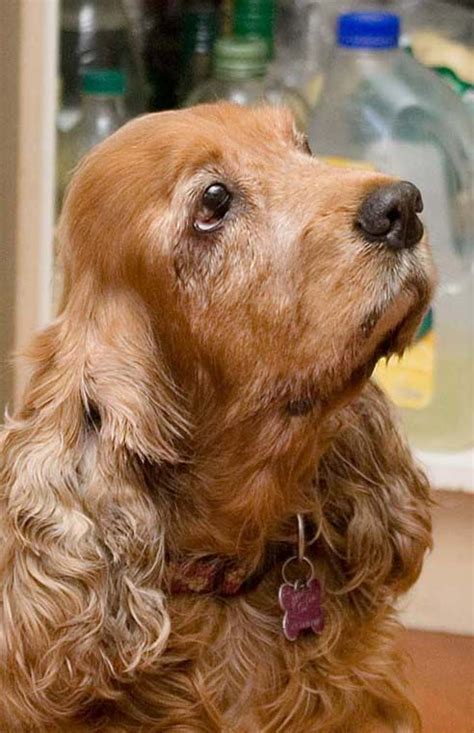 Portia Red English Cocker Spaniel Cocker Spaniel Dog Cocker Spaniel