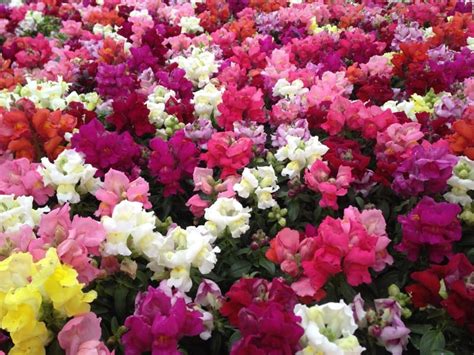 Groups Of Plants Perfect For Borders Garden Tips 2024 Northern Nester