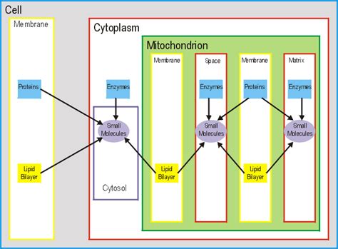 Cell Pathways