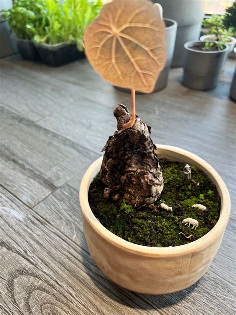 Stephania Nova Furniture And Home Living Gardening Plants And Seeds On