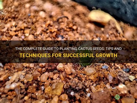 The Complete Guide To Planting Cactus Seeds Tips And Techniques For