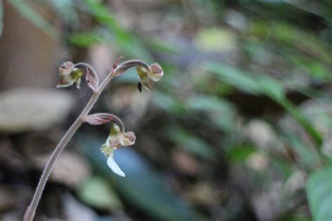Anoectochilus Formosanus From 555南投縣魚池鄉 On November 11 2023 At 03 07 Pm By 羅元甫 · Inaturalist