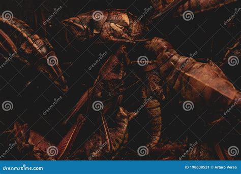 Chapulines Mexican Grasshopper Traditional Snack Stock Image Image