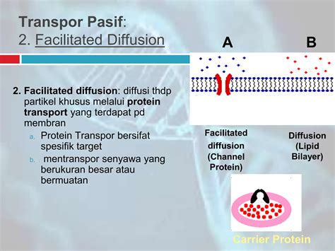 Lect 4 Sistem Transpor Membran Sel Lengkap Pptx