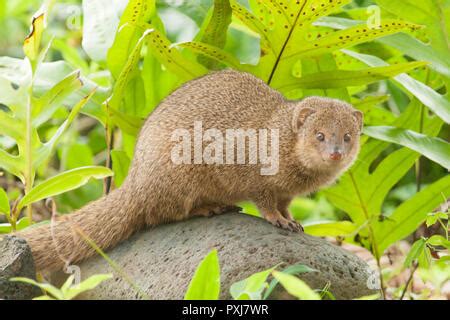 Small Indian Mongoose Herpestes Auropunctatus Introduced From Stock