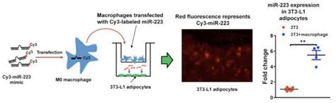 这篇 Cell 文章告诉你如何研究外泌体 Mirna 知乎