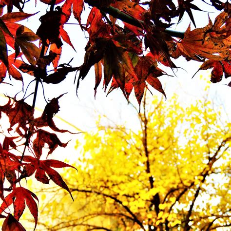 გენიოსები სამყაროდან