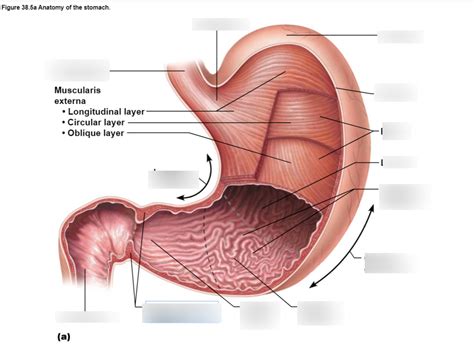 Stomach Diagram Diagram Quizlet