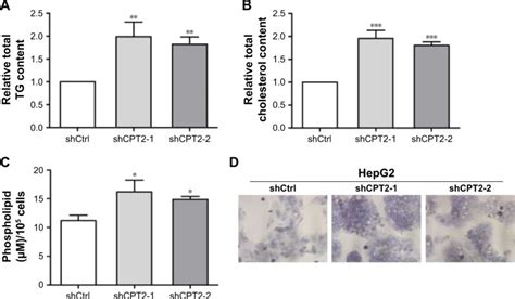 Downregulation Of Cpt2 Promotes Tumorigenesis And Chemoresistance To