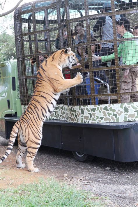 勇闖六福莊猛獸島 獅子上演餵食秀驚嚇度百分百 Jazko