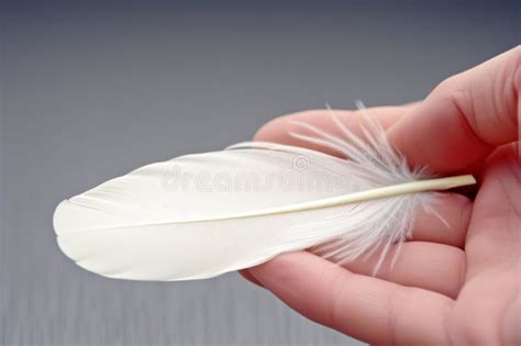 Closeup Of A Persons Hand Holding A White Feather Stock Image Image