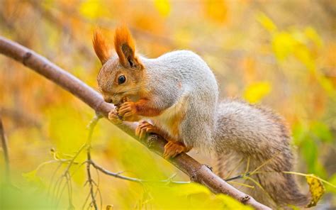 Top 999 Squirrel Wallpaper Full Hd 4k Free To Use