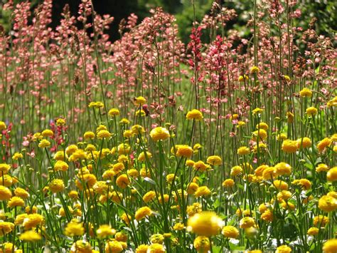 Ranunculus Acris ´multiplex´ Victoria Trvalky Ranunculus Acris ´multiplex´ Victoria Trvalky