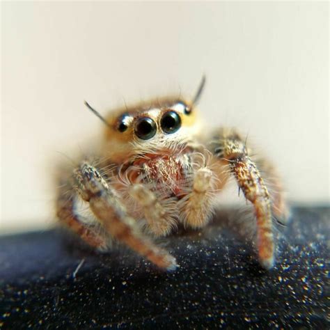 Cute Spiders