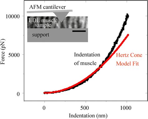 Passive Stiffness Of Normal And Dystrophic Muscle Tissue Edl Muscle Download Scientific