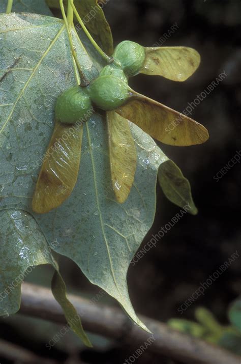 Sugar Maple Samaras Stock Image F0312312 Science Photo Library