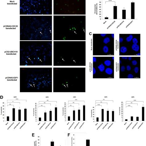 2 Overview Of Progression From Prophase Arrest Through To Metaphase Ii