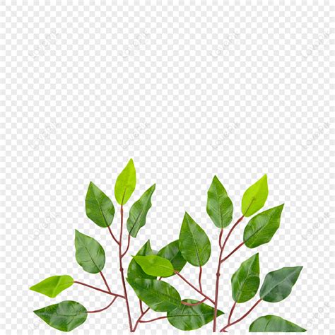 Banyan Leaf Grass Plant Ficus Robusta Green Leaf Leaf Clipart Grass Tree Branch Png Image