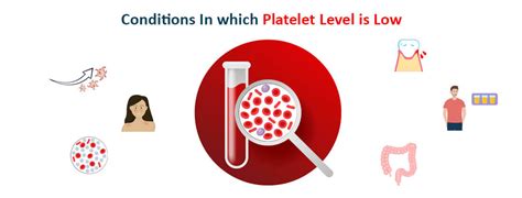 Know The Importance And Normal Levels Of Your Platelets Ganesh Diagnostic