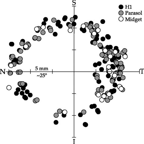 L And M Cone Contributions To The Midget And Parasol Ganglion Cell